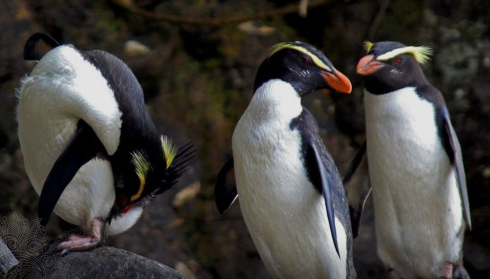 When Technology Meets the Wilderness: Remote Fibre NZ